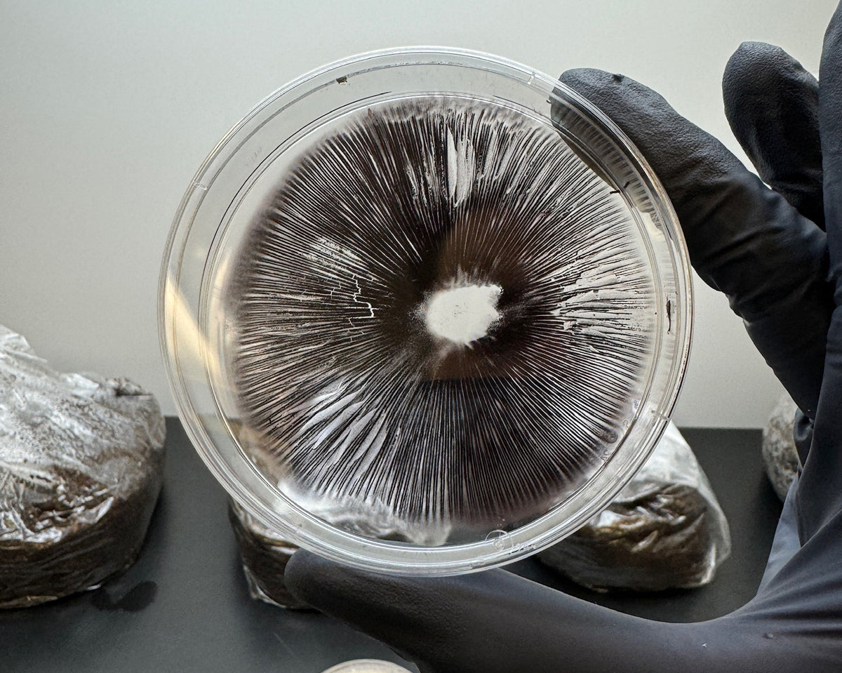Mushroom Anatomy & Physiology - The structure and function of a mushro ...