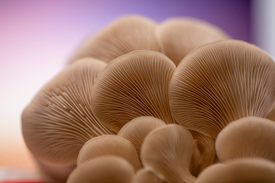 Commercial Mushroom Cultivation Products | Redwood Mushroom Supply